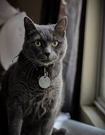 AdoptMe